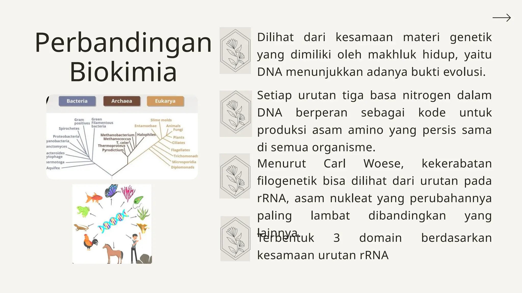PPT EVOLUSI, PERKEMBANGAN TEORI EVOLUSI SEBELUM TEORI DARWIN, MACAM ...