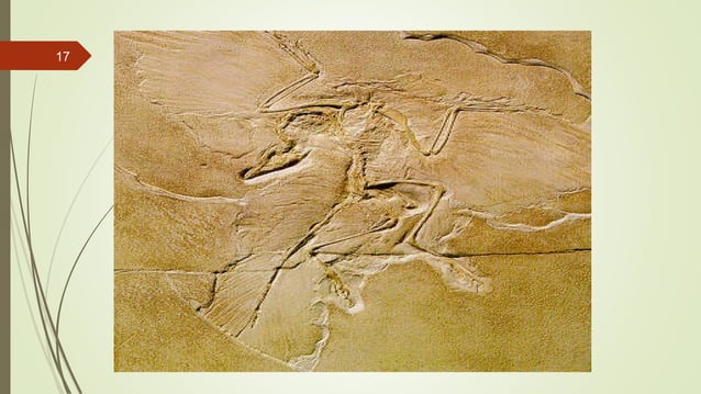 Ppt Evolution Presentation Sciences Evolution Ppt