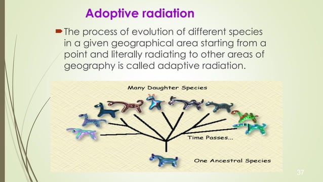 ppt evolution presentation sciences evolution | PPT