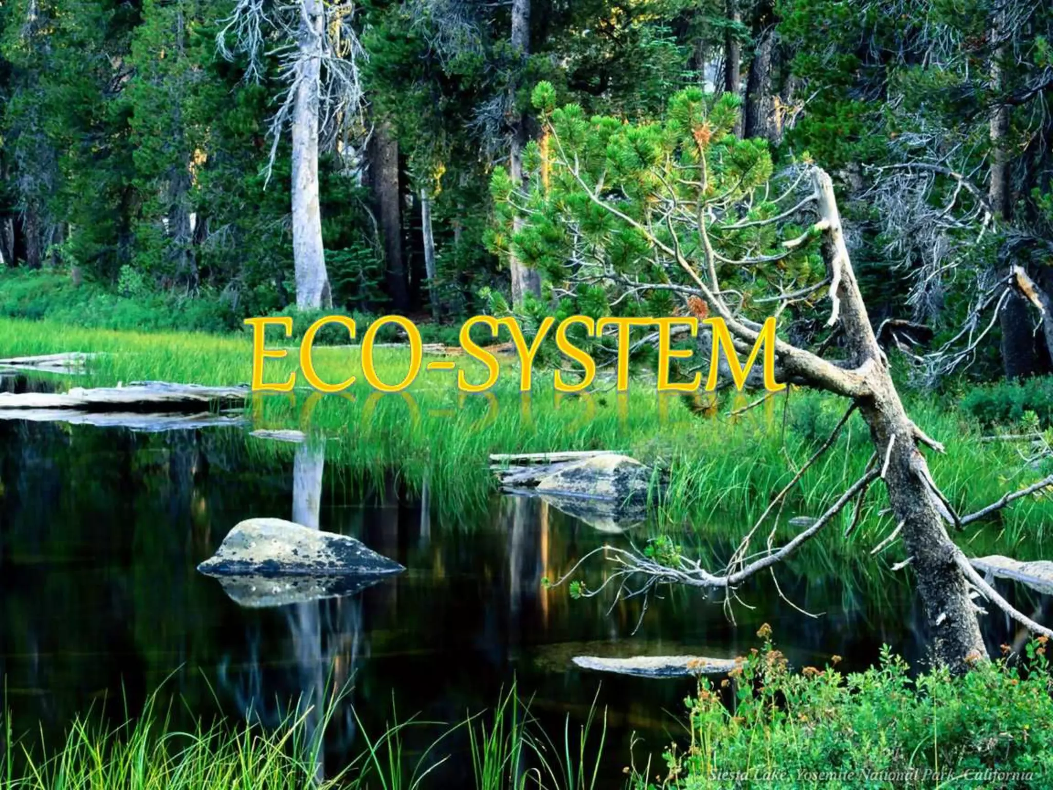 environment , ecosystem and biodiversity | PPTX