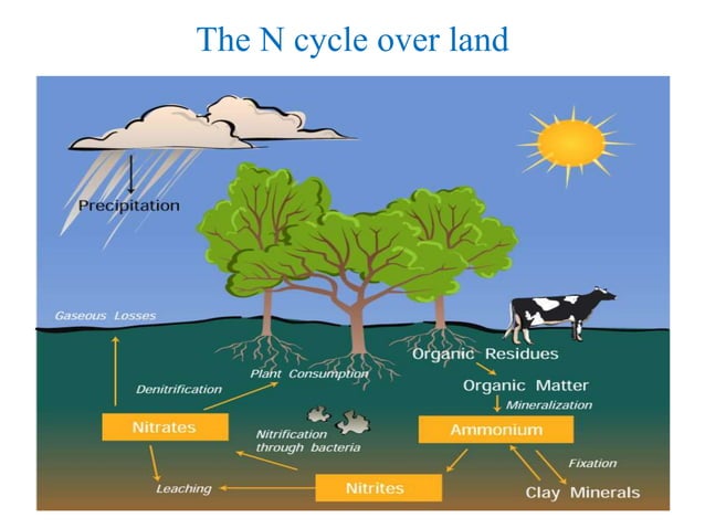environment , ecosystem and biodiversity | PPTX