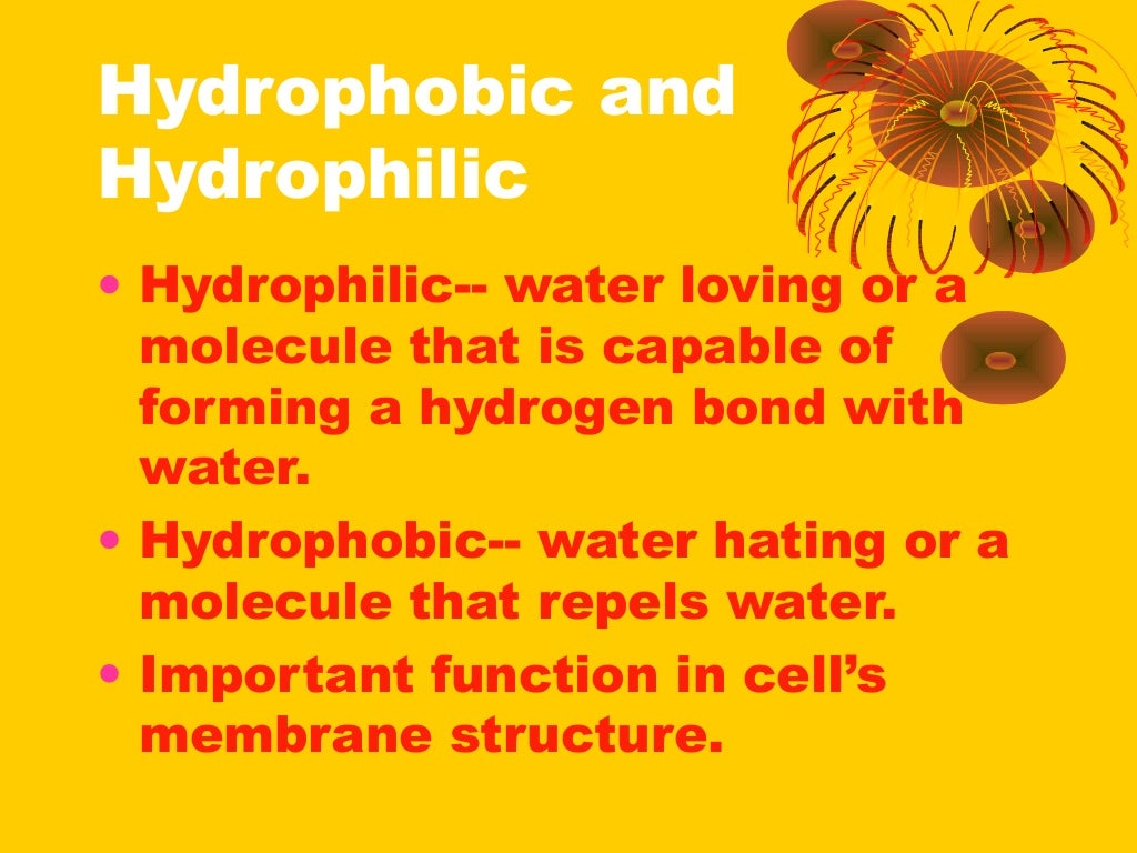 Hydrophobic and Hydrophilic • Hydrophilic--