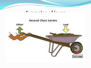 Examples of lever | PPTX