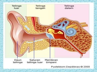 Ppt faal pendengaran | PPTX