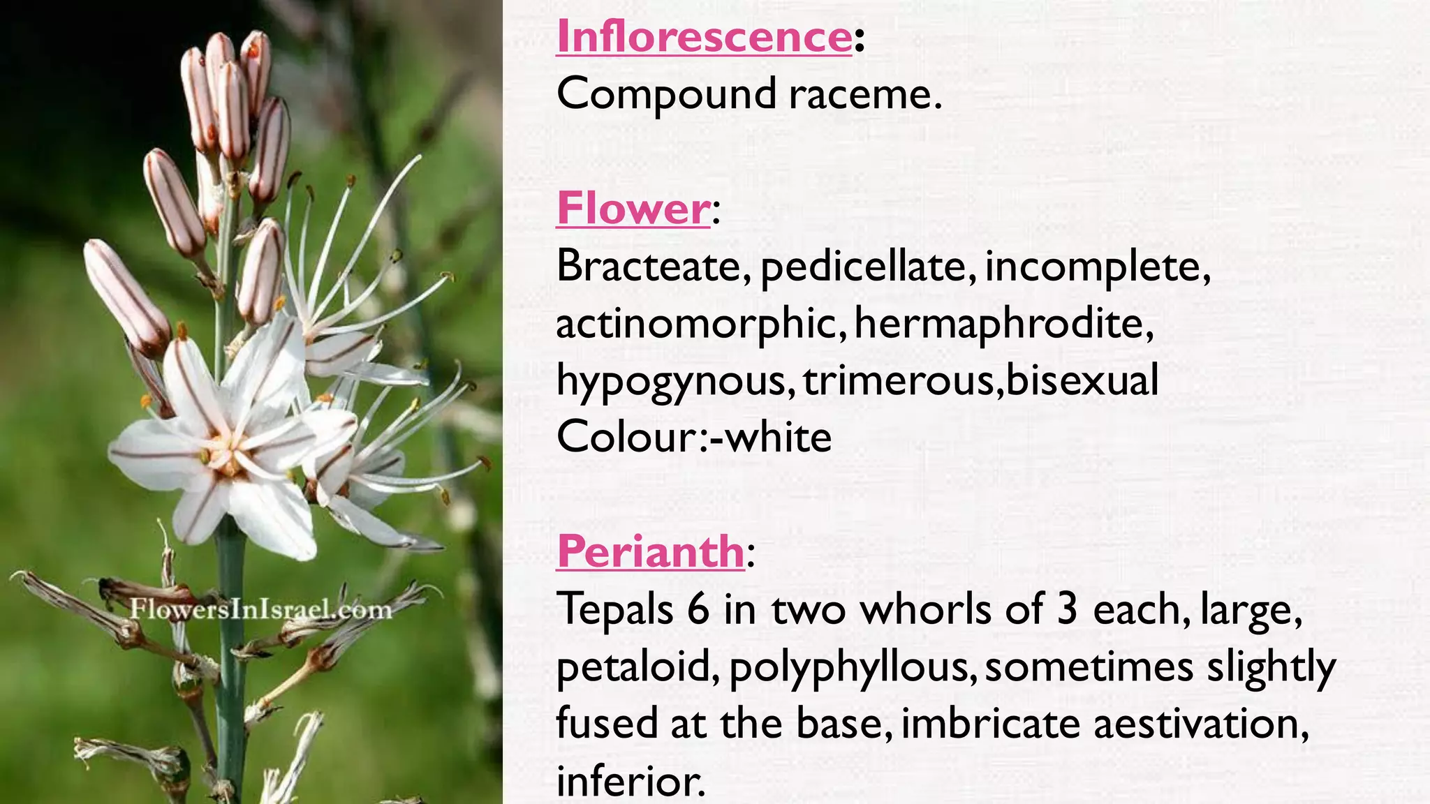 family liliaceae | PDF