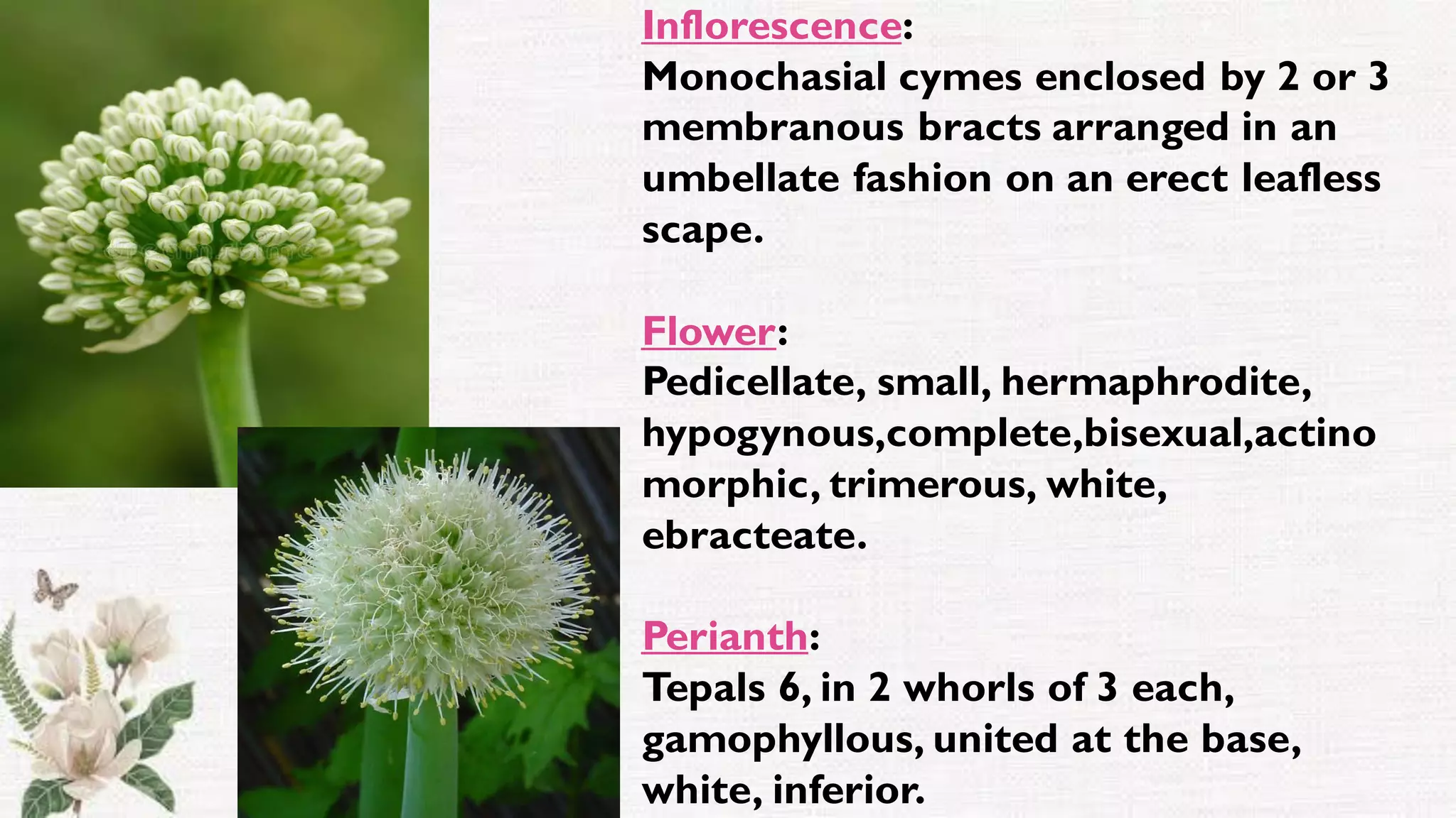 family liliaceae | PDF