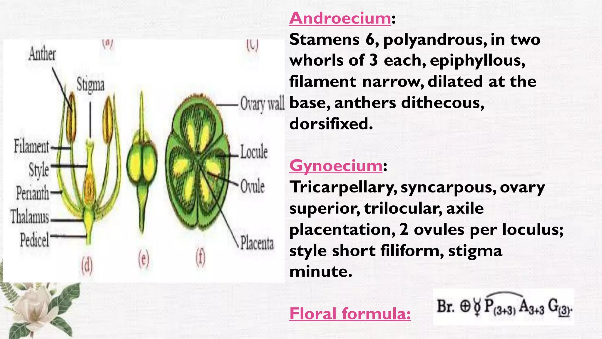 family liliaceae | PDF