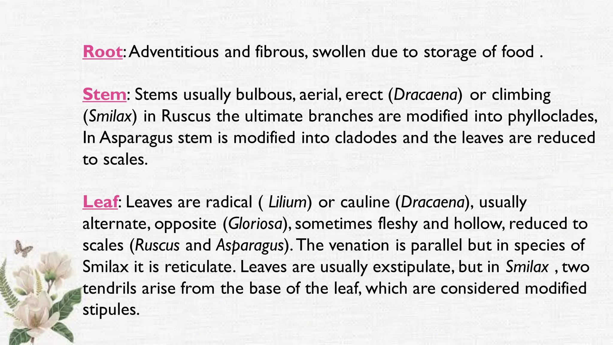 family liliaceae | PDF