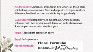 family liliaceae | PDF