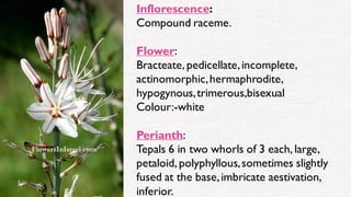 family liliaceae | PDF
