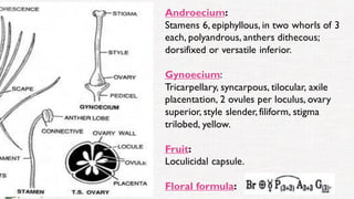 family liliaceae | PDF
