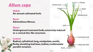 family liliaceae | PDF