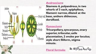 family liliaceae | PDF