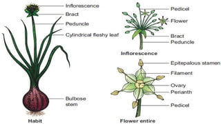 family liliaceae | PDF