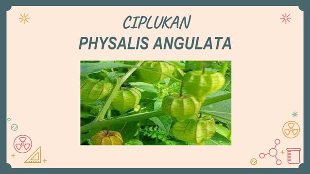 PPT FARMAKOGNOSI UJI MAKRO, MIKRO dan Pembuatan Sediaan Simplisia Daun ...