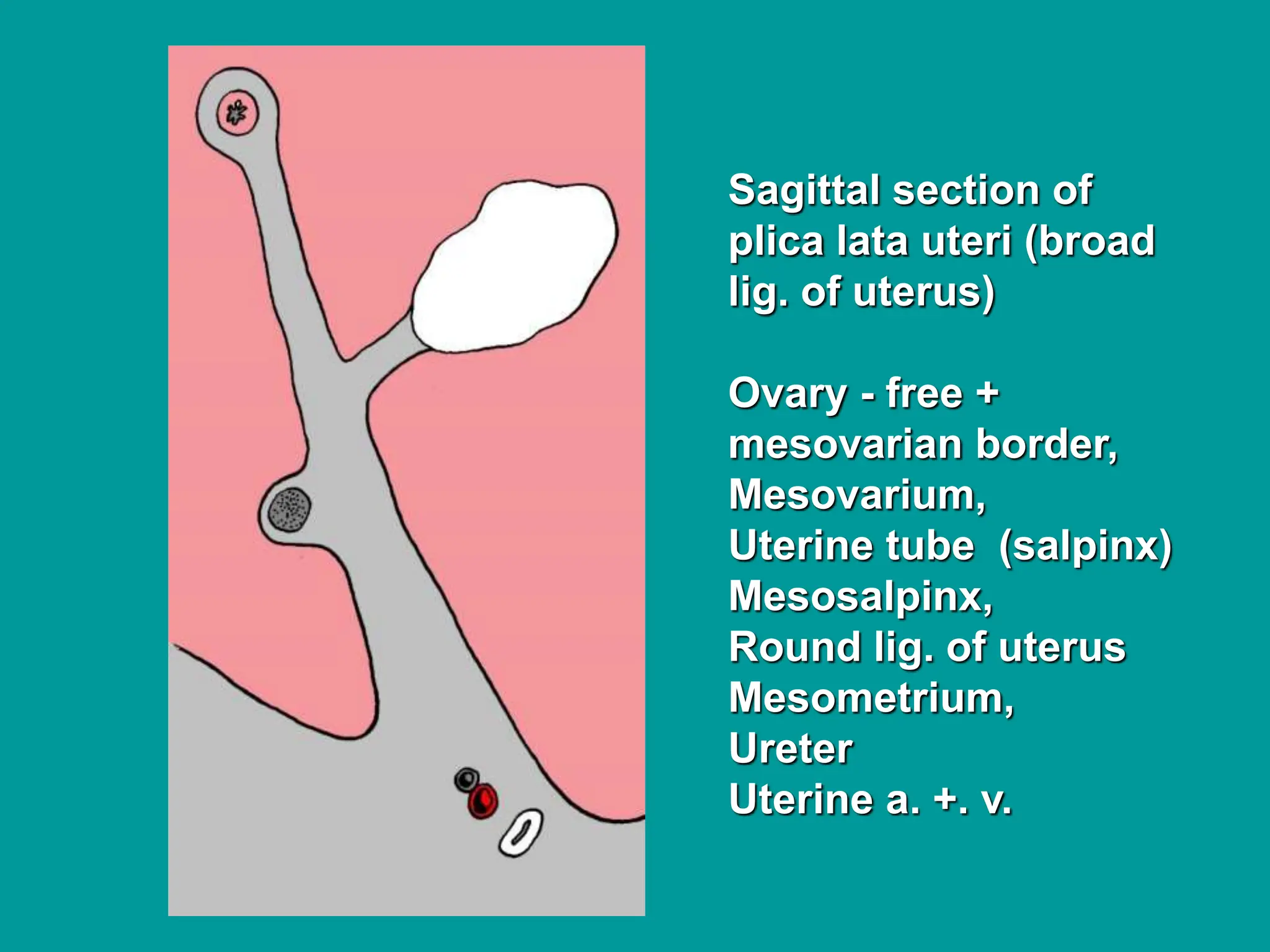ppt female genital system reproductive system.pdf