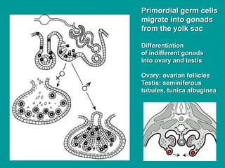 ppt female genital system reproductive system.pdf