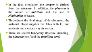 PPT FETAL CIRCULATION IN WOMB DURING PREGNANCY | PPTX
