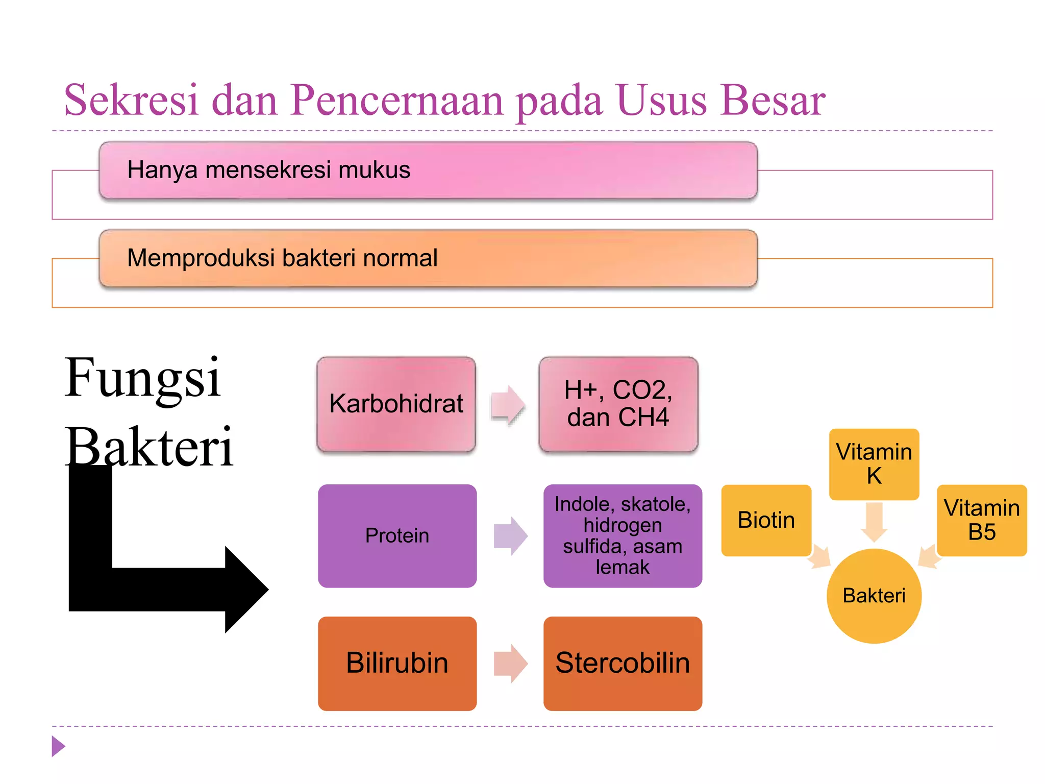 Pencernaan Pada Manusia | PPTX