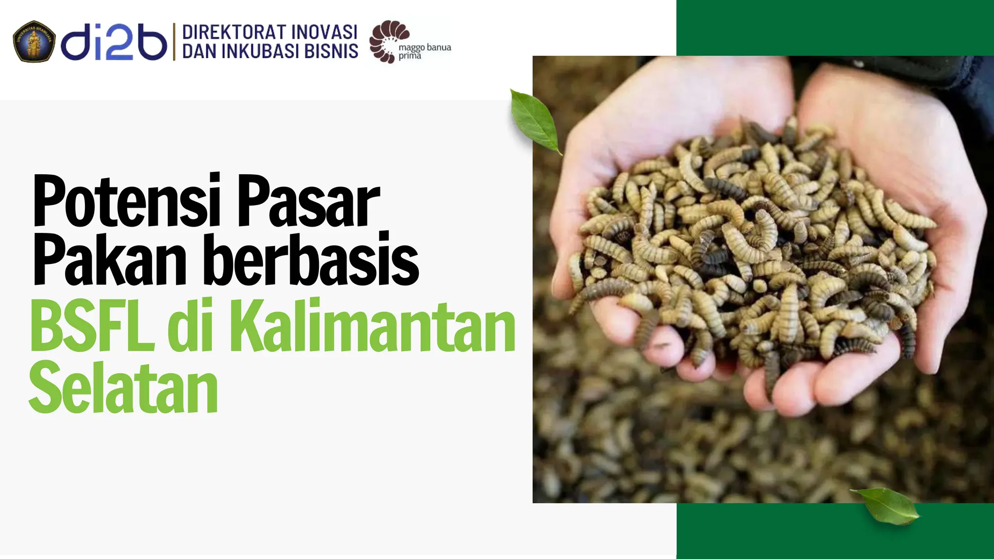 PPT FGD MAGGOT.pptx