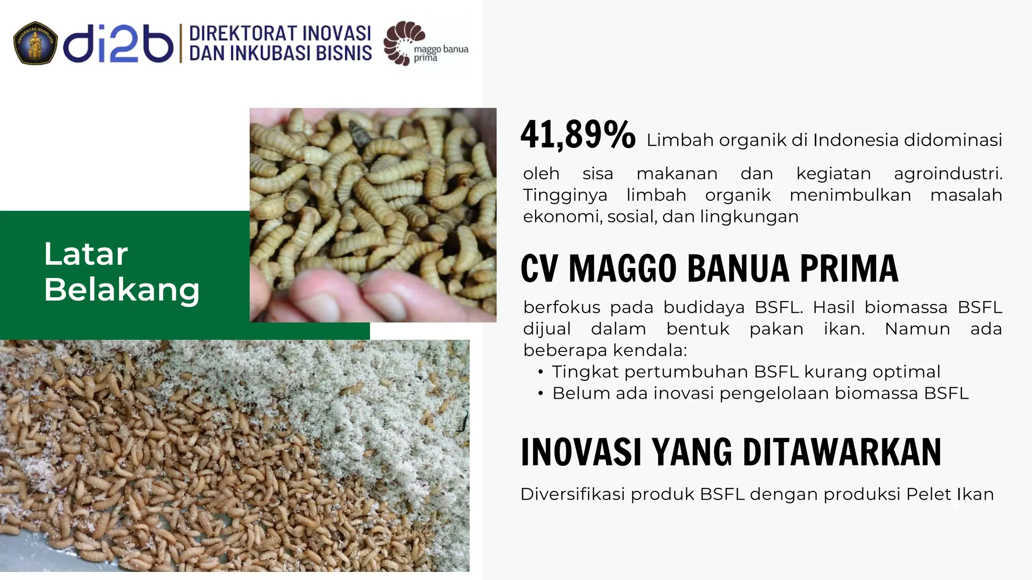 PPT FGD MAGGOT.pptx