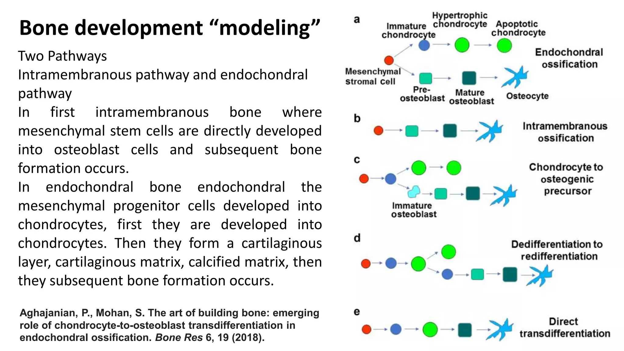 Bone Tissue Engineering | PPTX