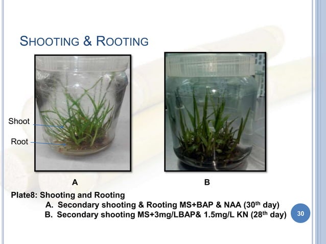 Plant tissue culture of Sugarcane | PPTX