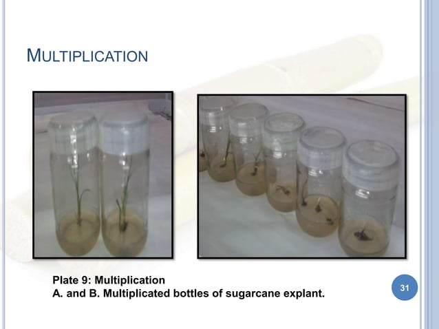 Plant tissue culture of Sugarcane | PPTX
