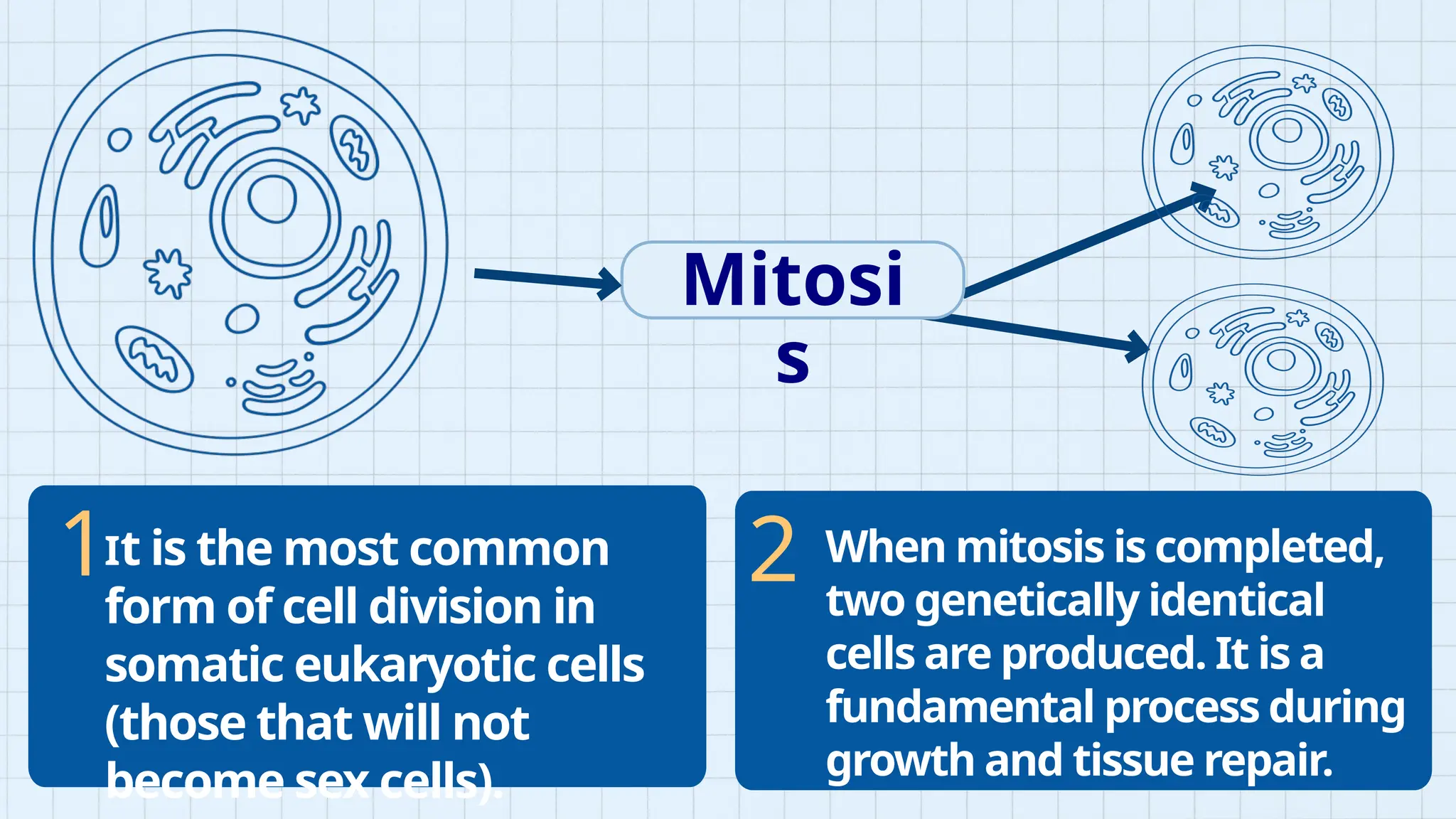 What is Mitosis?, stages of Mitosis with Elaboration and Evaluation ...