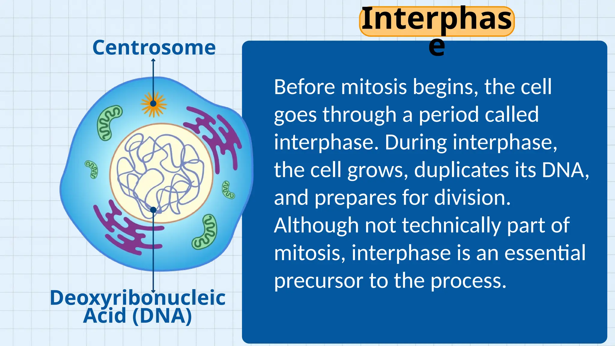 What is Mitosis?, stages of Mitosis with Elaboration and Evaluation Grade 8 Science Lessons ...