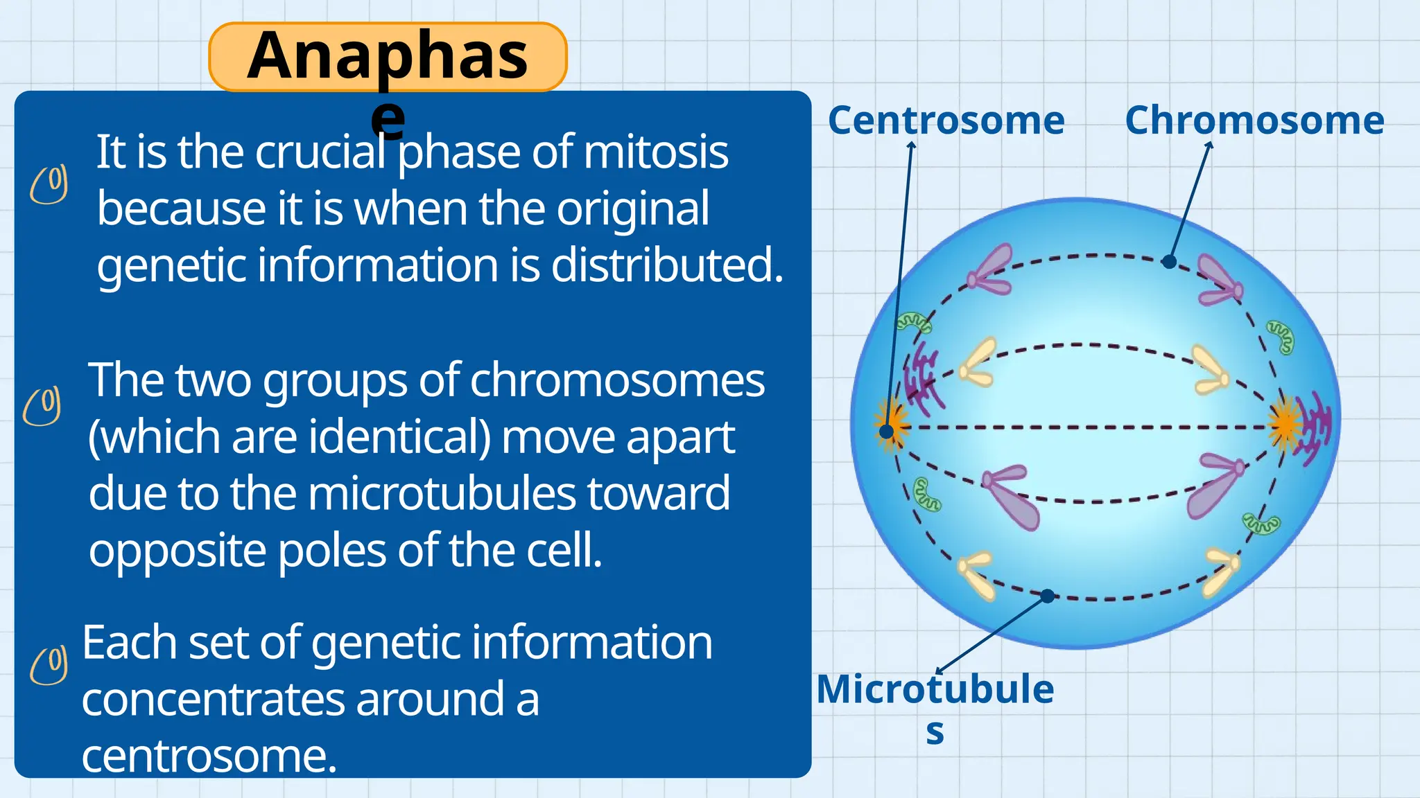 What is Mitosis?, stages of Mitosis with Elaboration and Evaluation ...
