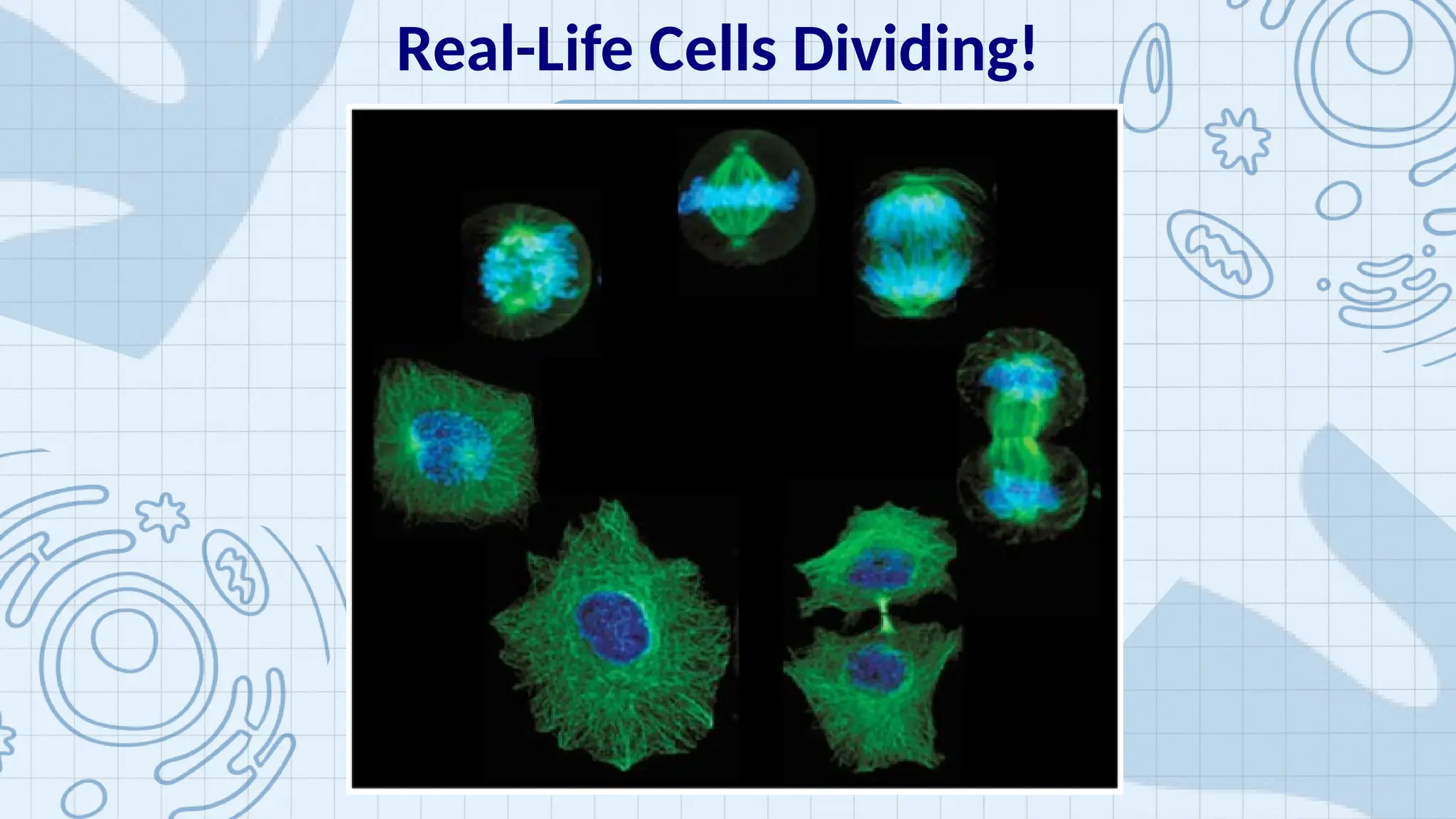 What is Mitosis?, stages of Mitosis with Elaboration and Evaluation Grade 8 Science Lessons ...
