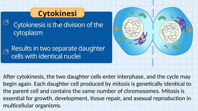 What is Mitosis?, stages of Mitosis with Elaboration and Evaluation ...