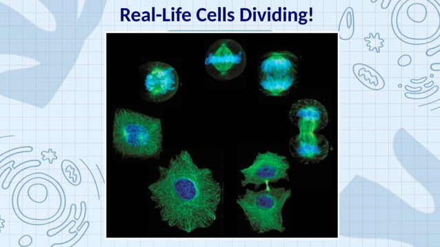 What is Mitosis?, stages of Mitosis with Elaboration and Evaluation ...