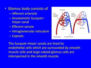 Ppt Glomus tumor of pulp of right middle finger | PPTX | Medical Tests ...