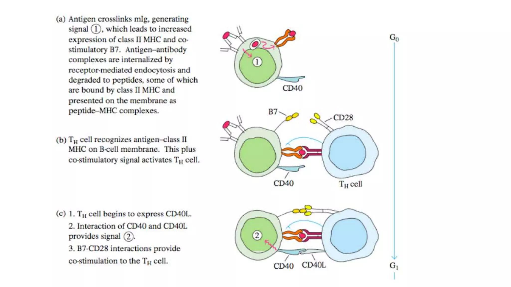 B- lymphocytes | PPTX