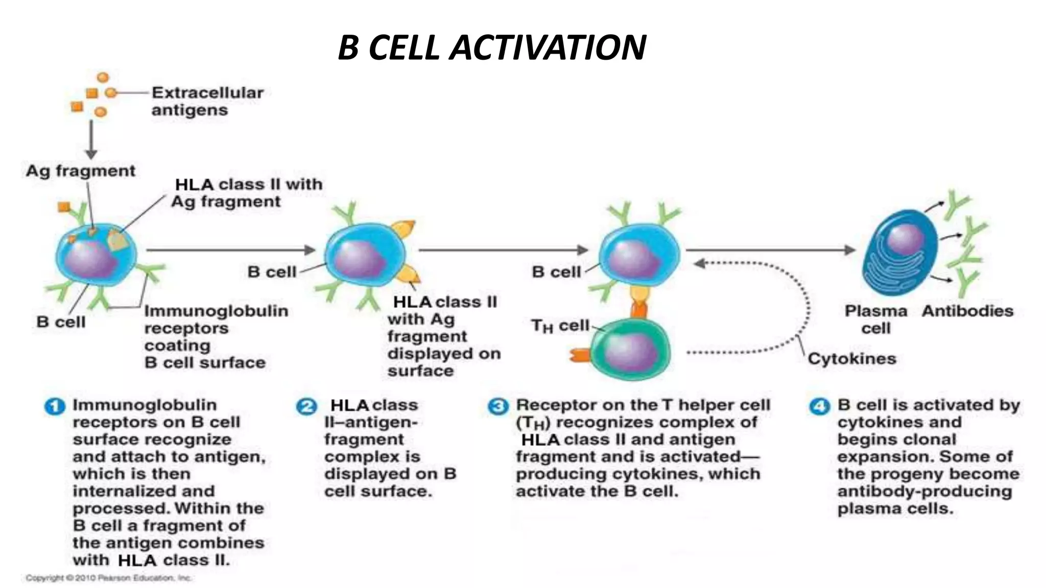 B- lymphocytes | PPTX