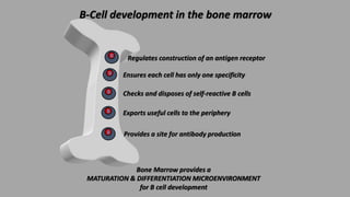 B- lymphocytes | PPTX