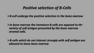 B- lymphocytes | PPTX
