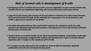 B- lymphocytes | PPTX