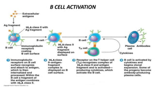 B- lymphocytes | PPTX