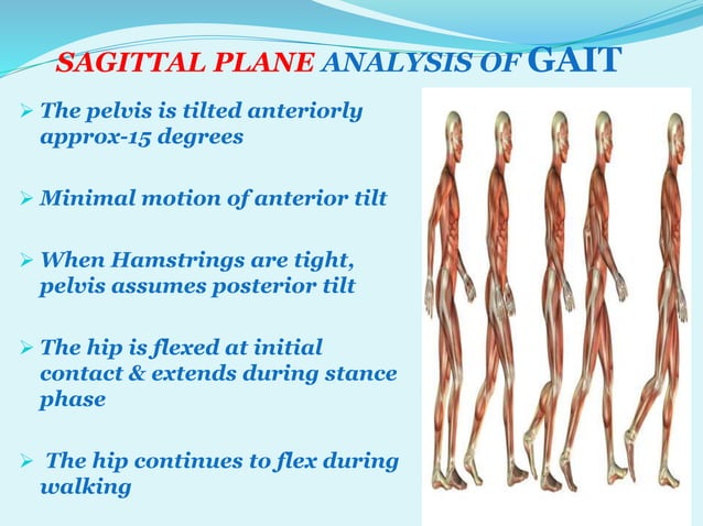 P pt final sagittal plane analysis of gait | PPTX