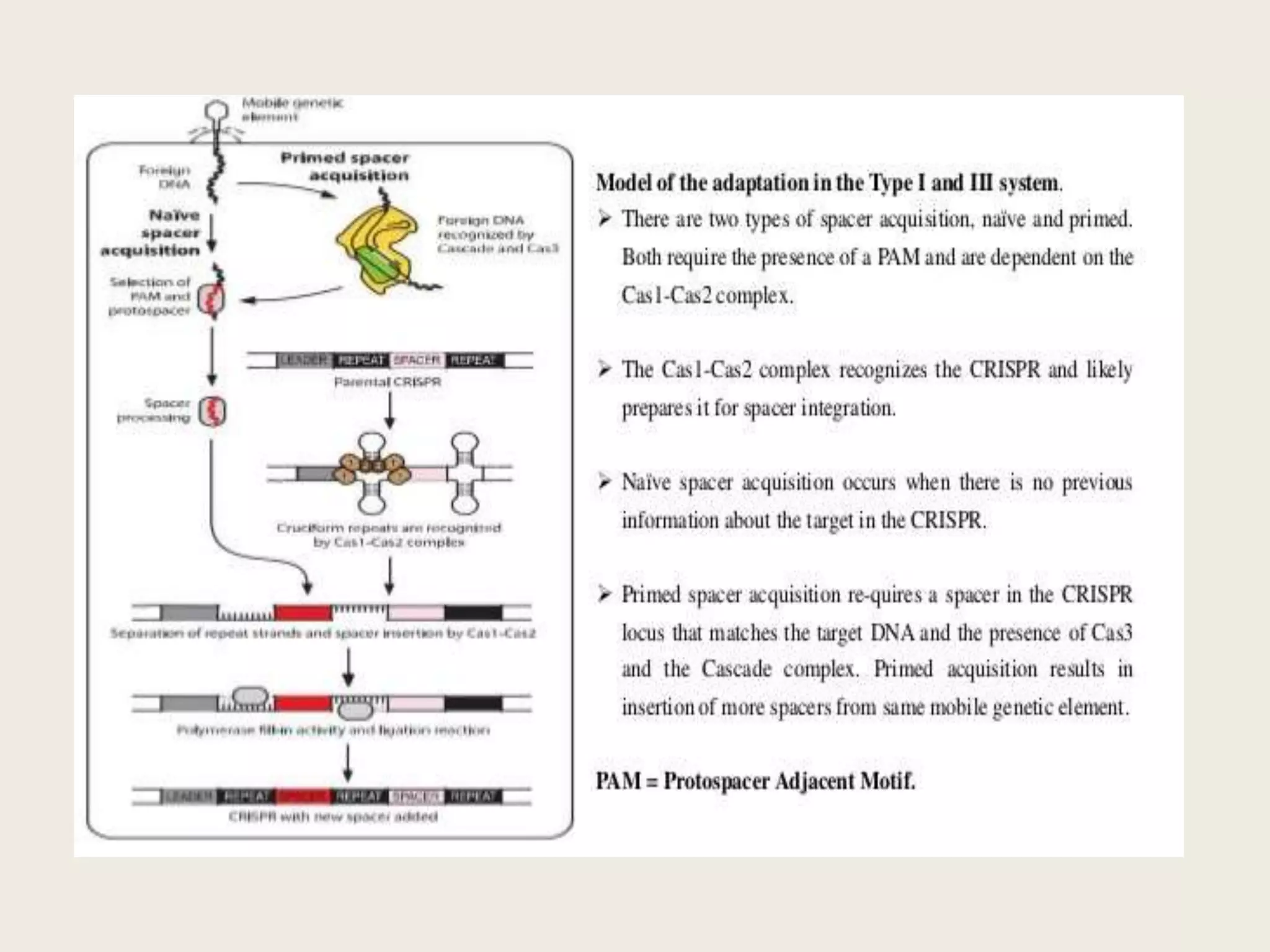 "CRISPR" Gene Editing Tool | PPT
