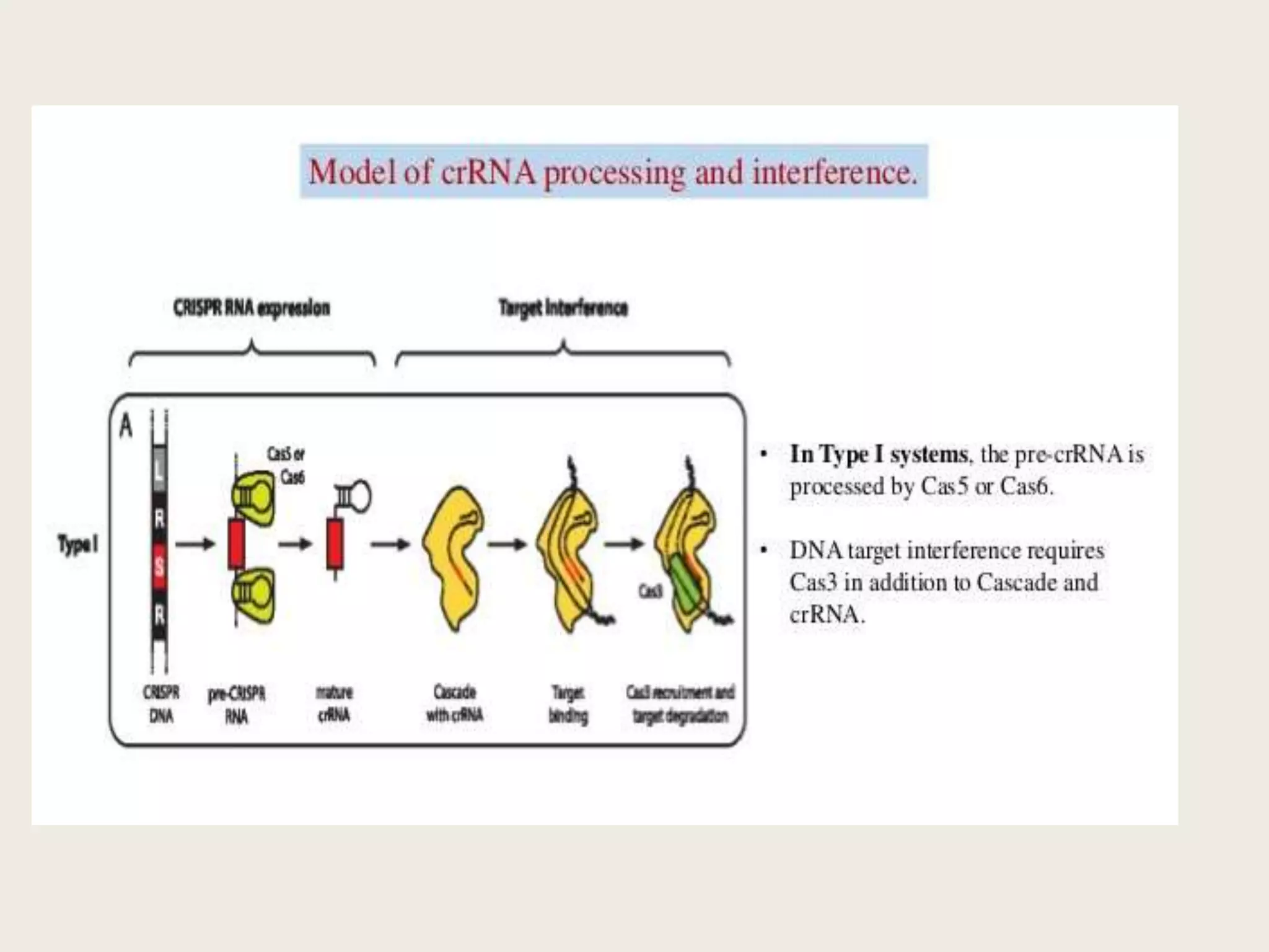 "CRISPR" Gene Editing Tool | PPT