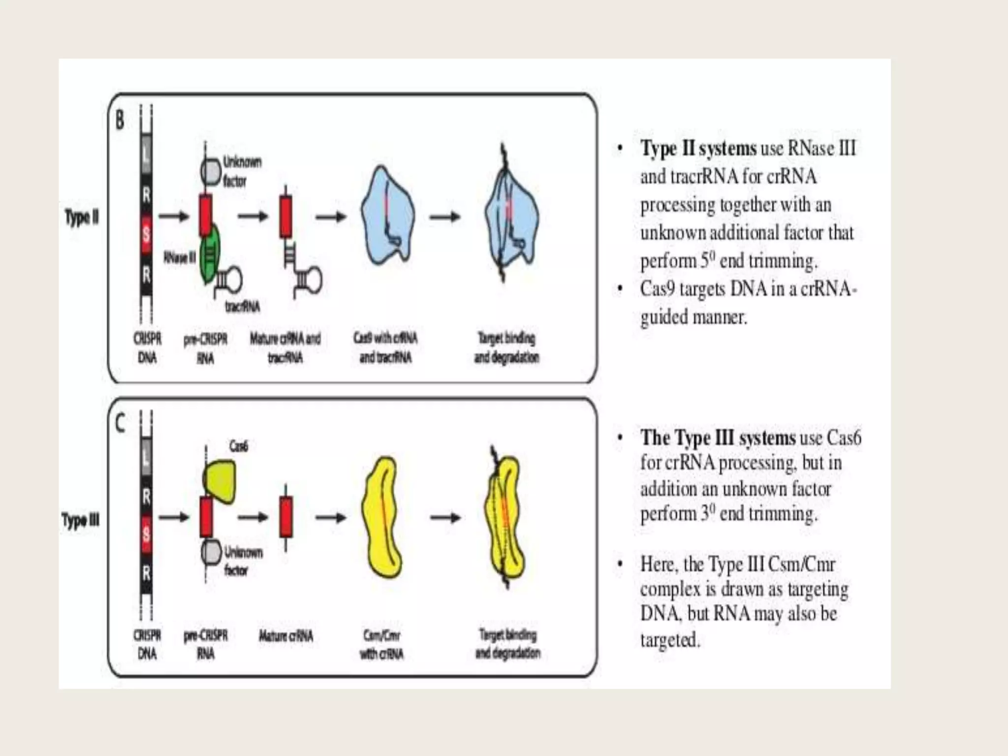 "CRISPR" Gene Editing Tool | PPT