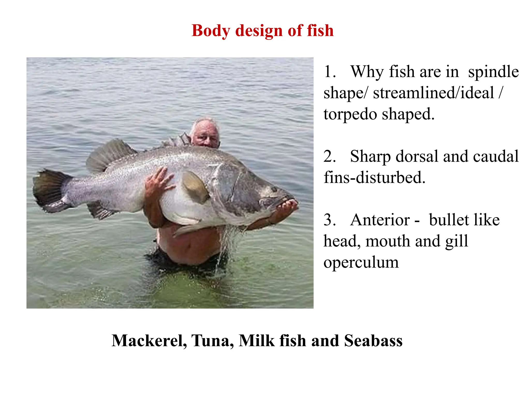 Presentation power agriculture fish.pptx