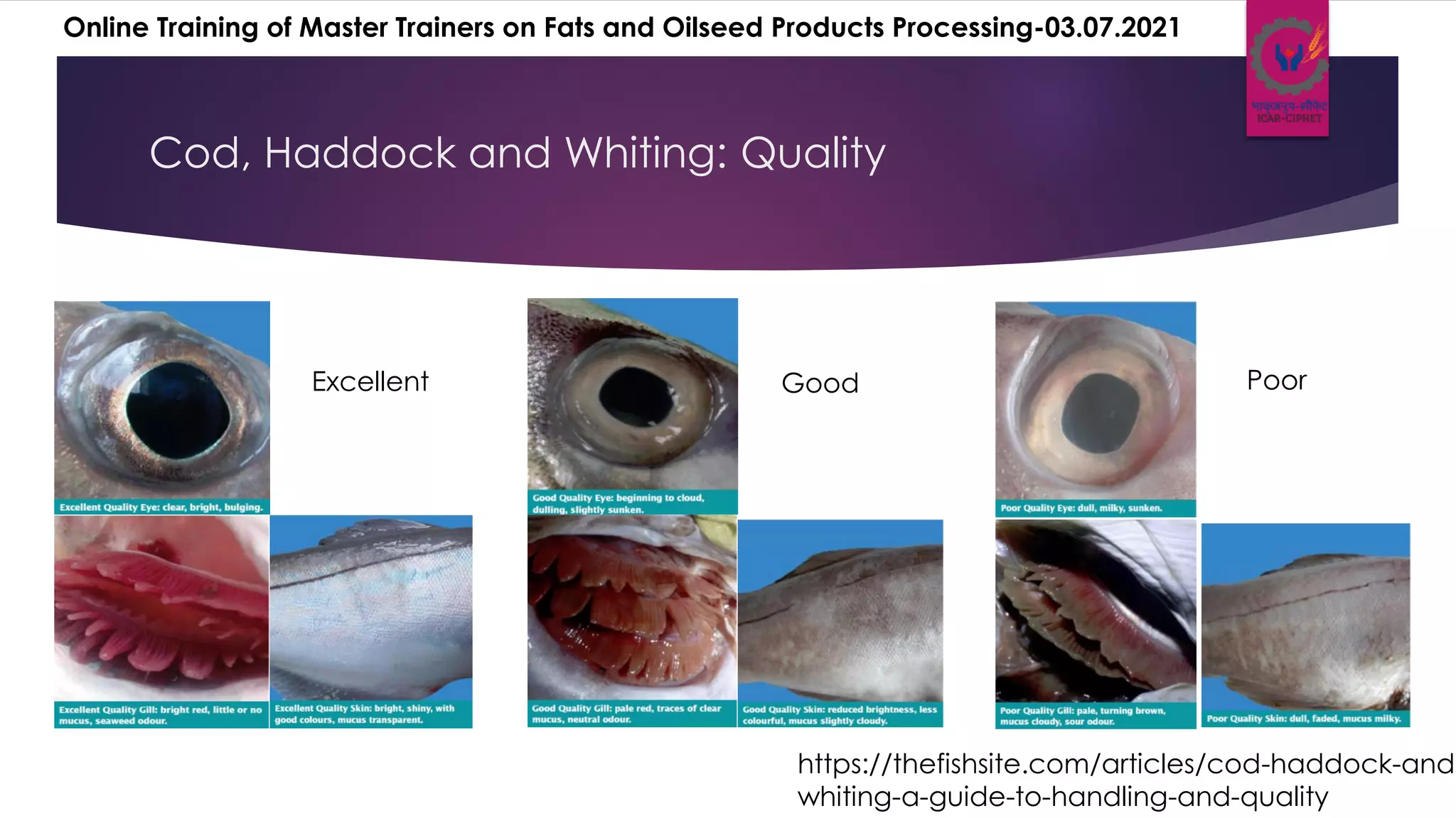 Fish oil extraction and processing techniques | PDF