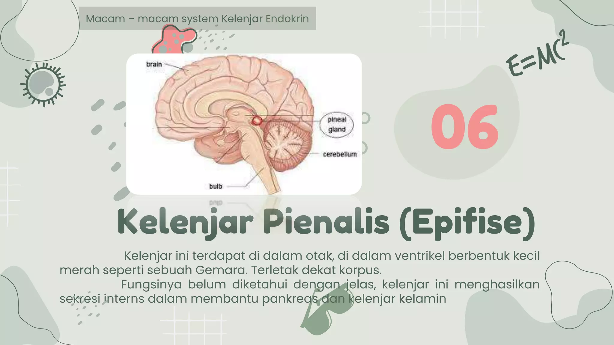 PPT FISIOLOGI ENDOKRIN.pptx