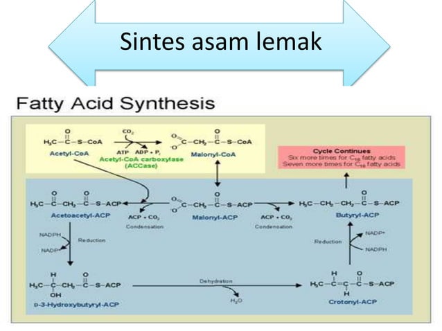 ppt fistum revisi.pptx