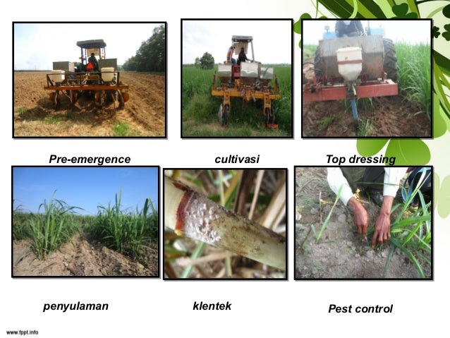 Budidaya Tanaman Tebu